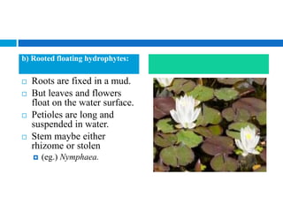 Types Of Hydrophytes Plants