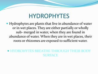 Hydrophytes | PPTX