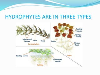 Hydrophytes | PPT