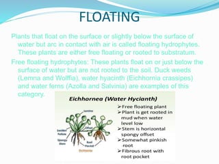 Hydrophytes | PPT