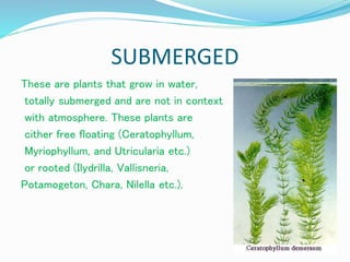 Hydrophytes | PPT