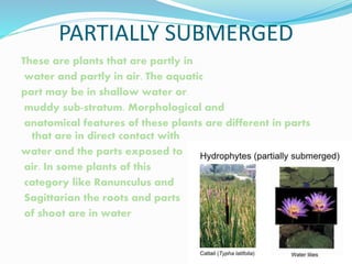 Types Of Hydrophytes Plants