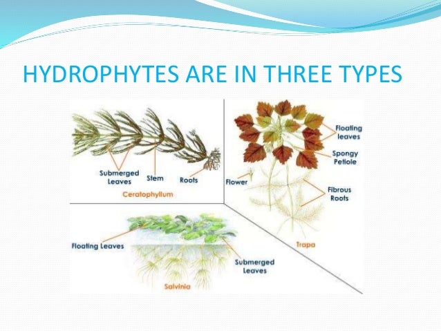 Hydrophytes