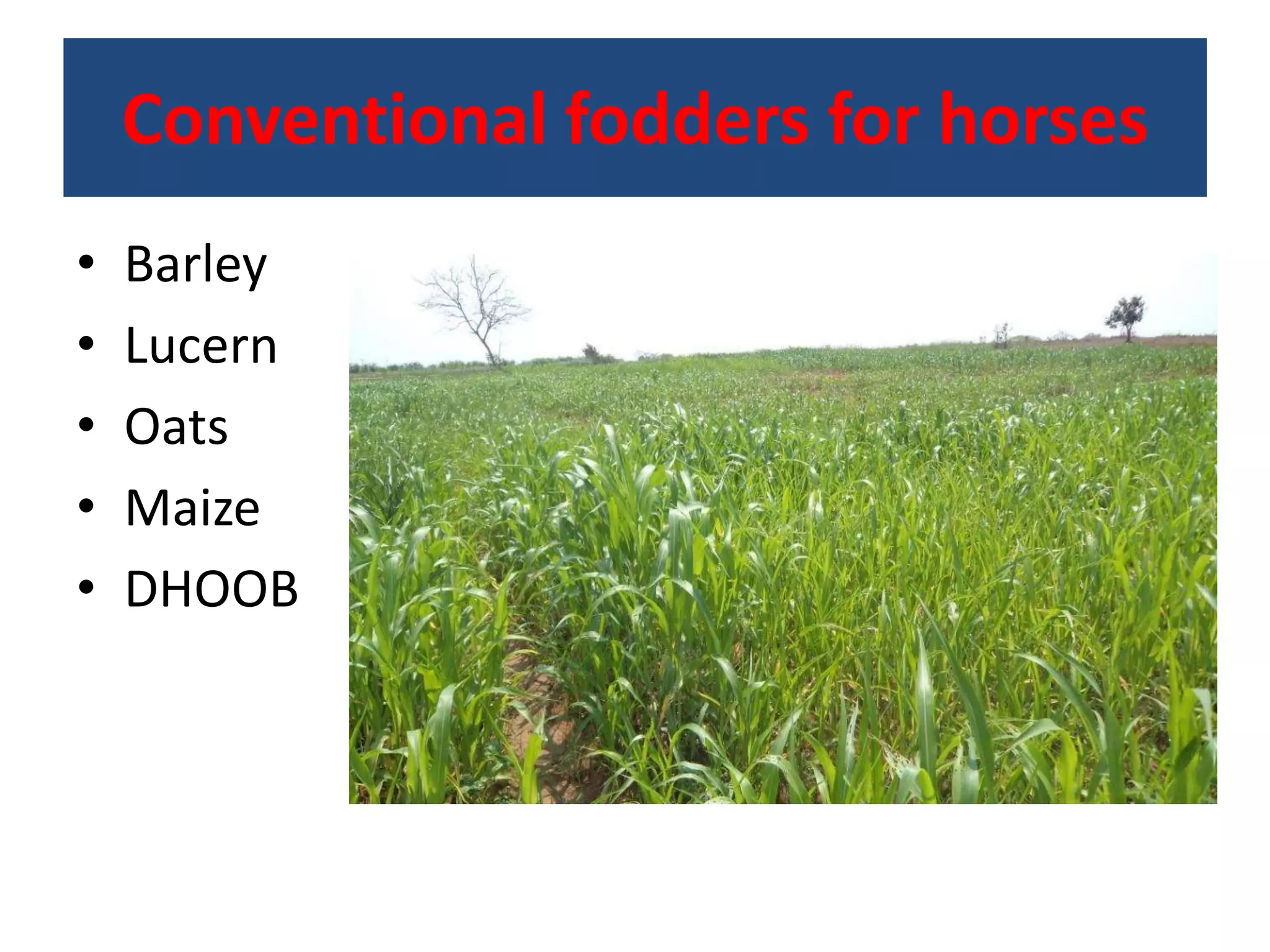 Hydroponic fodder horses | PPTX