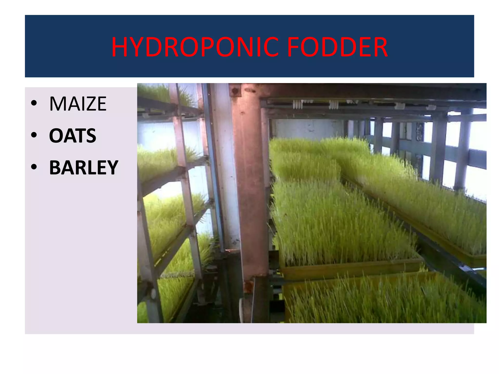 Hydroponic fodder horses | PPTX