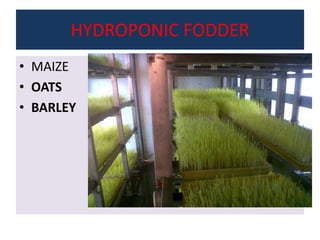 Hydroponic fodder horses | PPT