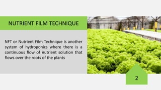 Hydroponic Growing Guide | PDF