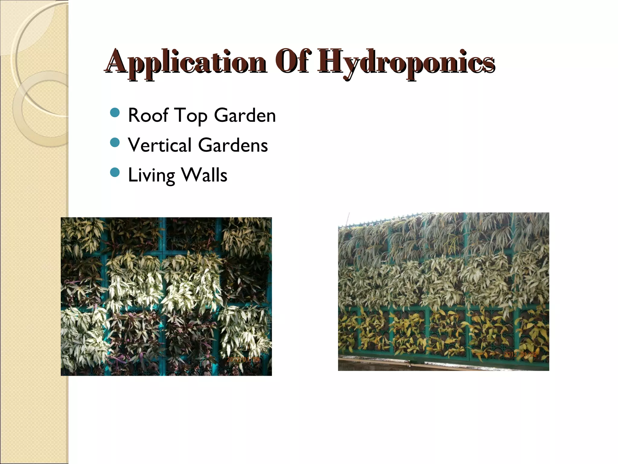 Hydroponics | PPT