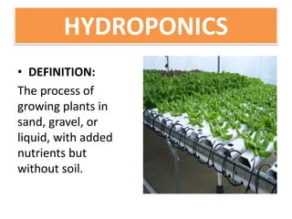 INTRODUCTION TO HYDROPONICS ( OVERVIEW) | PPTX