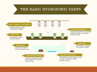 Hydroponics - history,types,working,etc | PPTX