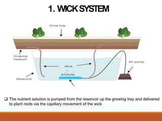 Hydroponics - history,types,working,etc | PPTX