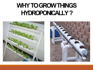 Hydroponics - history,types,working,etc | PPTX