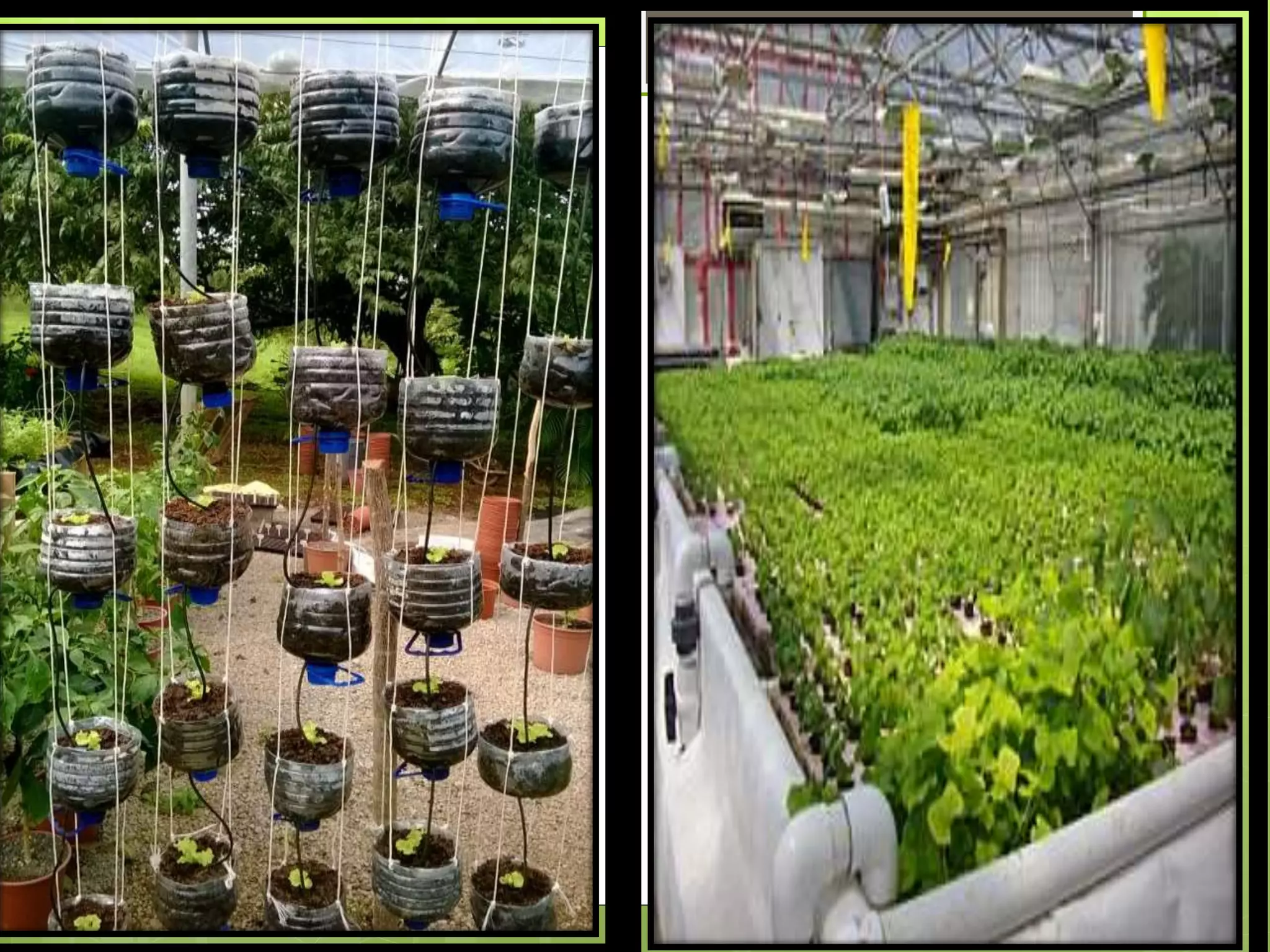Hydroponics Ppt 1388