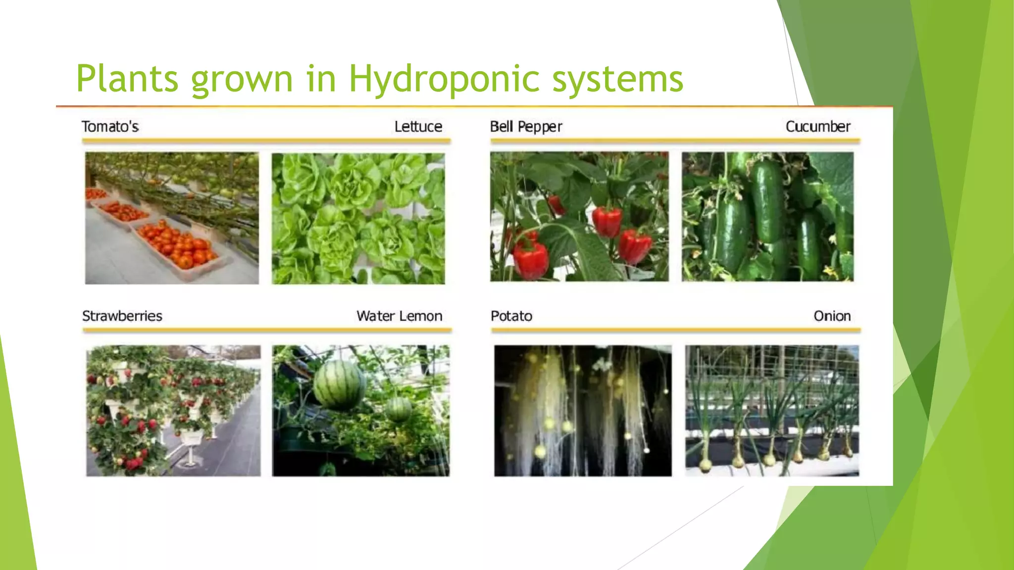 Hydroponics | PPTX