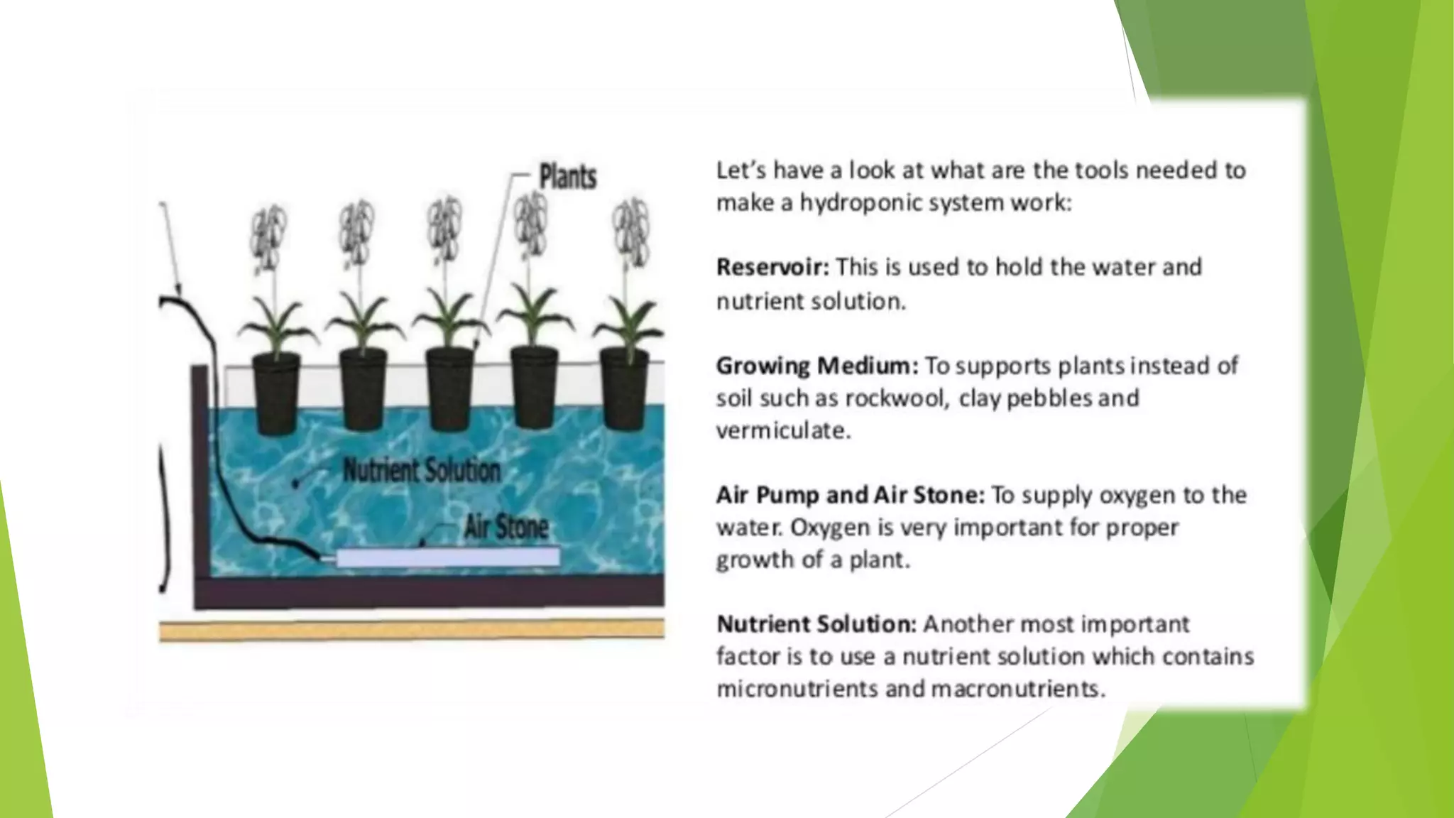 Hydroponics | PPTX