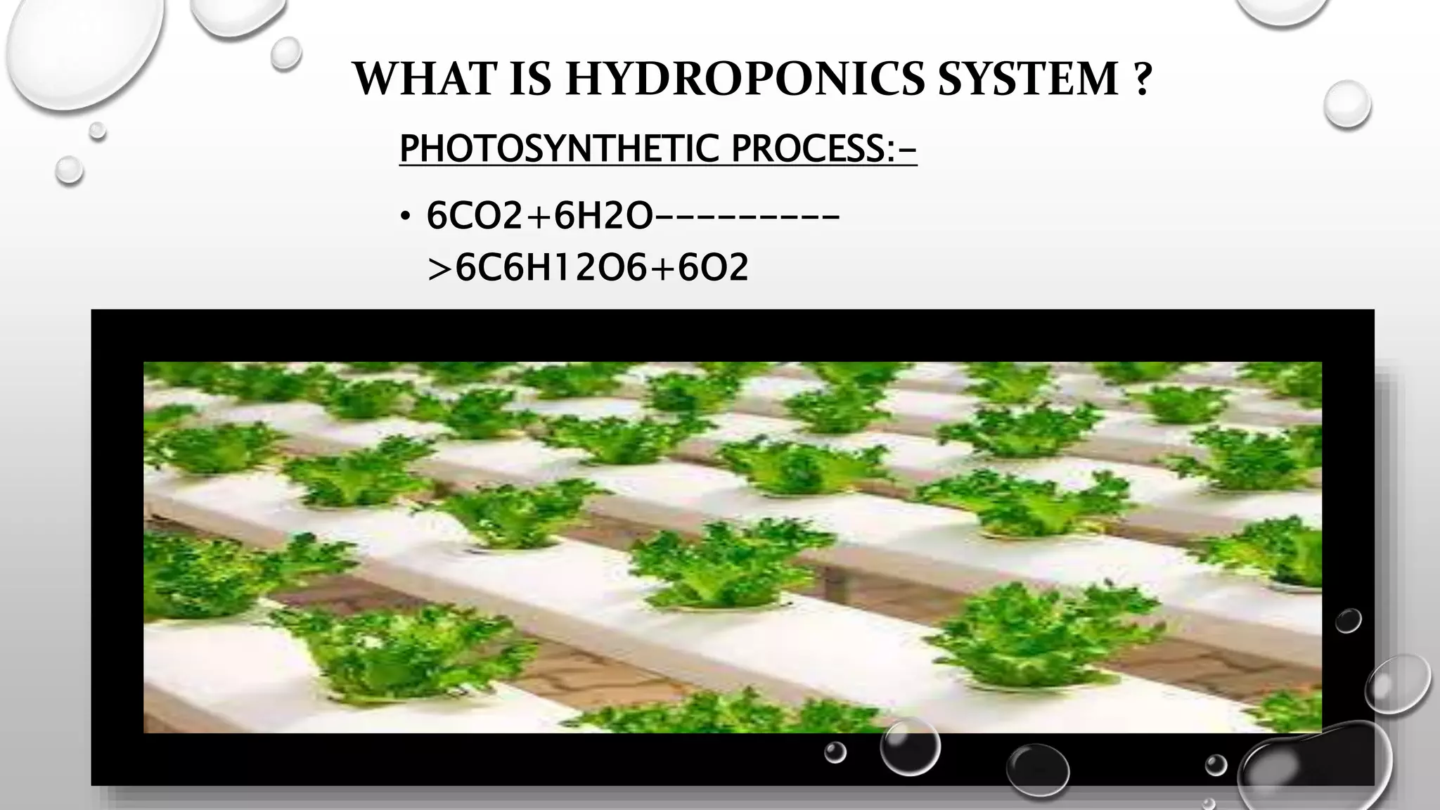 Hydroponics | PPTX