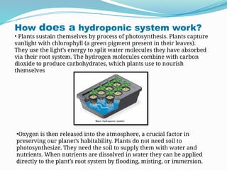 principles of hydroponics in vegetable production by sejal | PPTX
