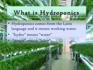 HYDROPONICS | PPT