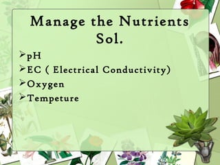 HYDROPONICS | PPT