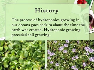HYDROPONICS | PPT