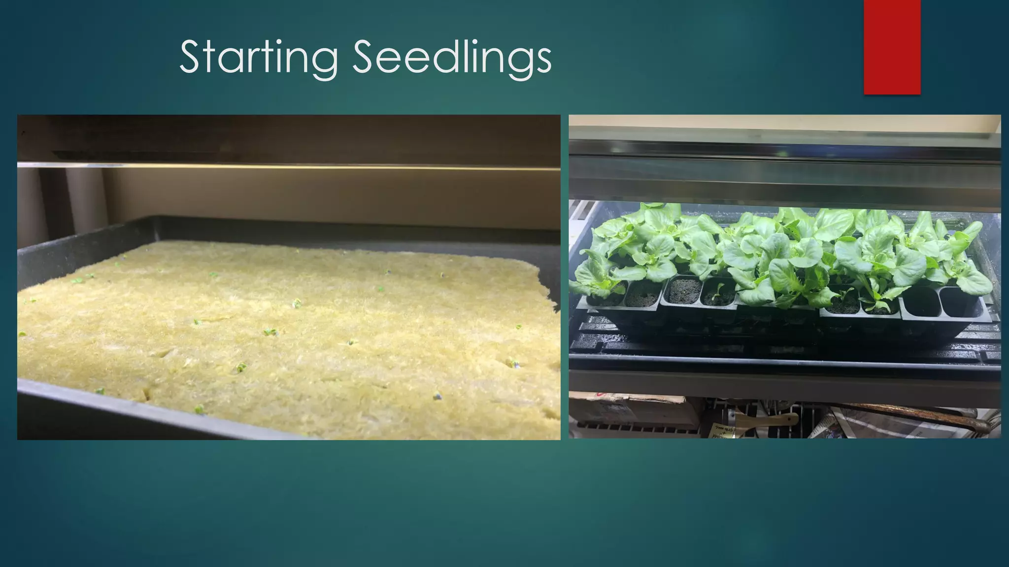 Hydroponics PPT.pdf