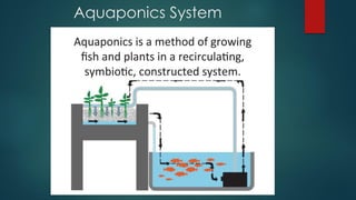 Hydroponics PPT.pdf