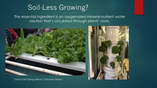 Hydroponics PPT.pdf
