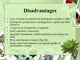 hydroponicsppt.ppt