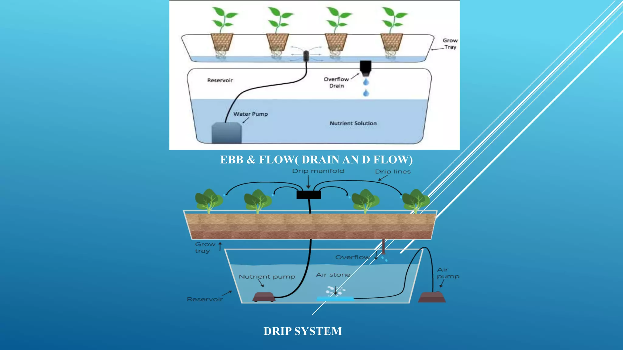 Hydroponics & types.pptx