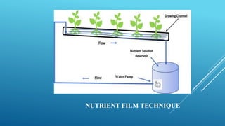 Hydroponics & types.pptx