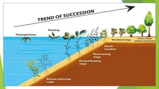hydrosere succession.pptx
