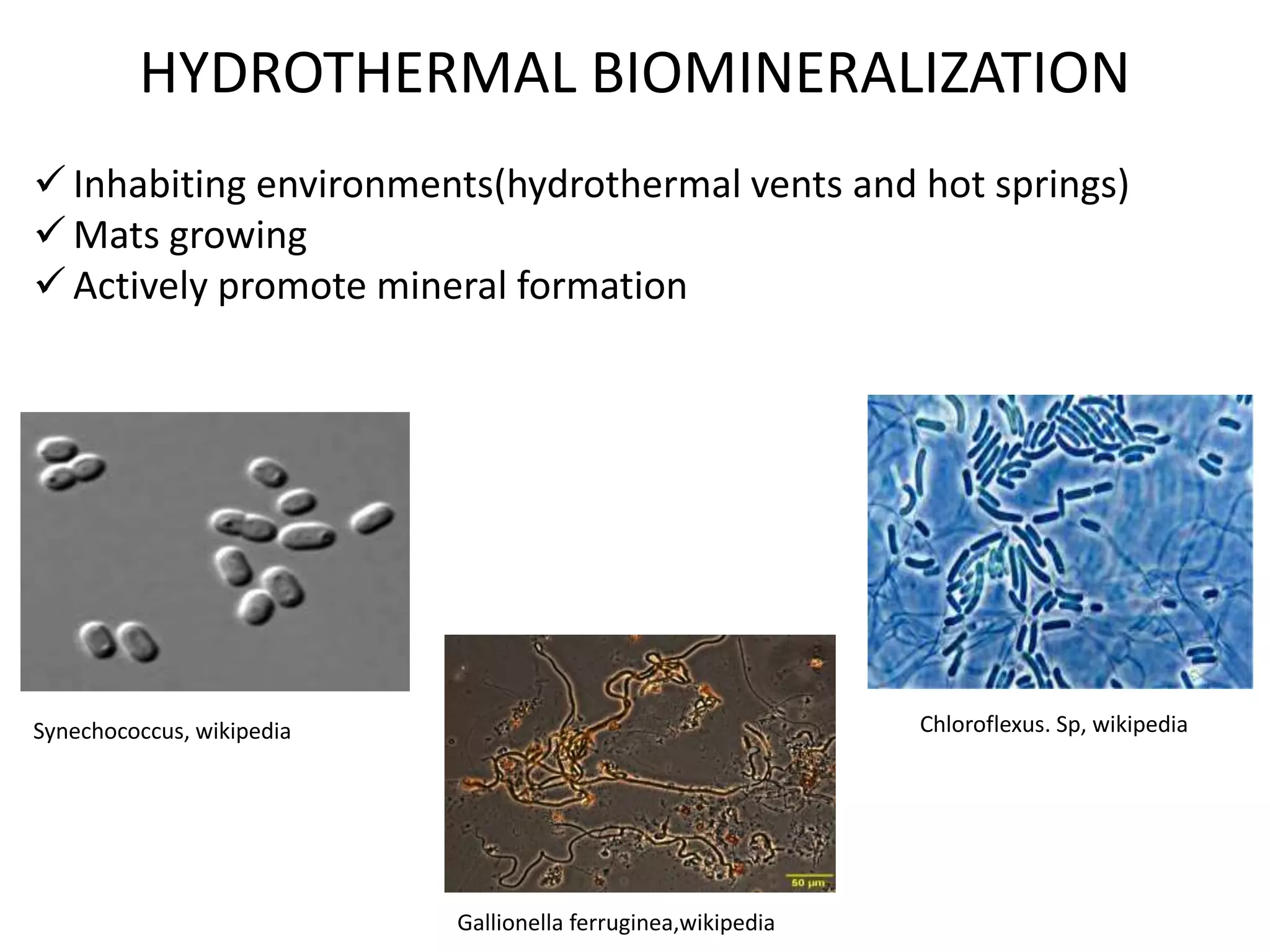 Hydrothermal Biomineralization, Bended iron formation. | PPT