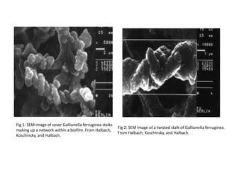 Hydrothermal Biomineralization, Bended iron formation. | PPT