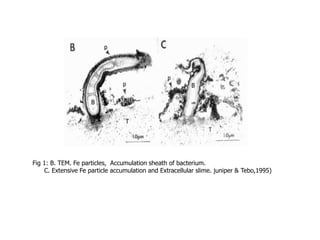 Hydrothermal Biomineralization, Bended iron formation. | PPT