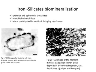 Hydrothermal Biomineralization, Bended iron formation. | PPT