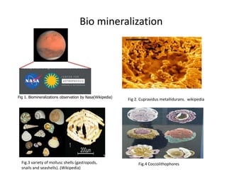 Hydrothermal Biomineralization, Bended iron formation. | PPT