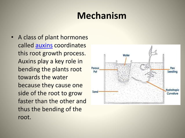 Hydrotropism | PPTX | Gardening | Home & Garden