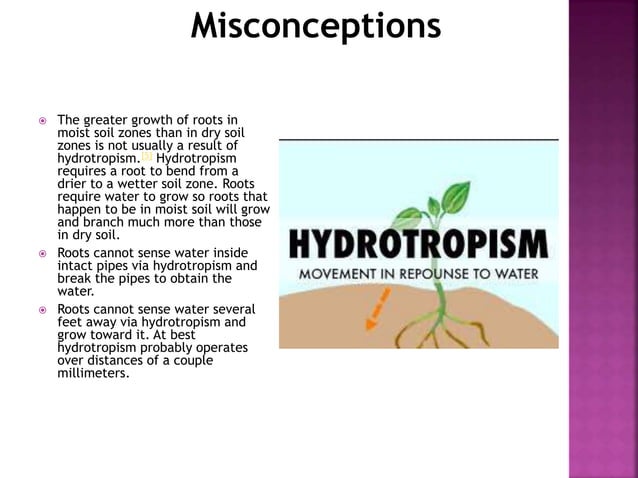 Hydrotropism | PPTX | Gardening | Home & Garden