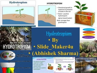 Hydrotropism In Plants