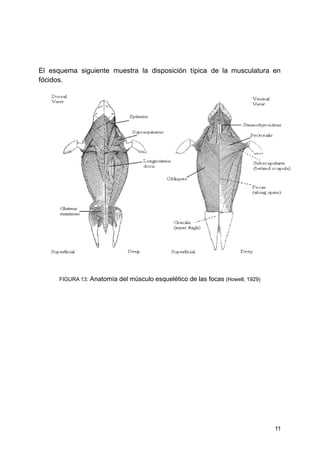 Hydrurga leptonix. Descripción anatomica | PDF