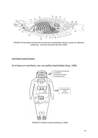 Hydrurga leptonix. Descripción anatomica | PDF