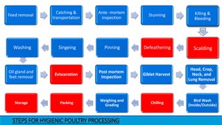 Hygienic poultry processing | PPTX