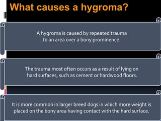 Hygroma in dog | PPTX