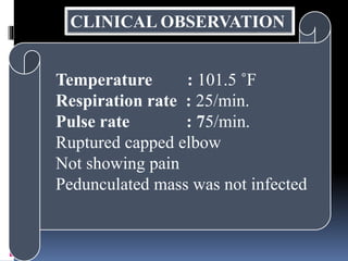 Hygroma in dog | PPTX