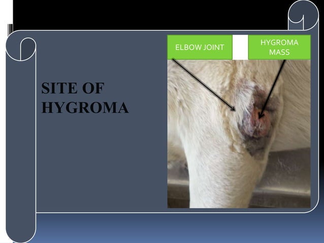 Hygroma in dog | PPTX | Veterinary Medicine | Pets