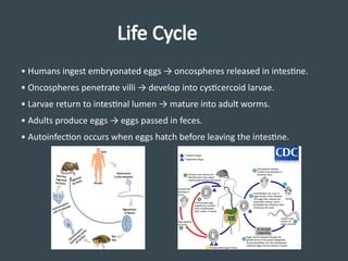 Hymenolepiasis Presentation full overview | PPTX