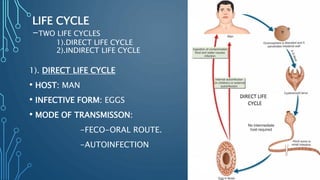 Hymenolepis Nana Life Cycle