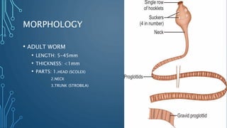 Hymenolepis nana | PPT