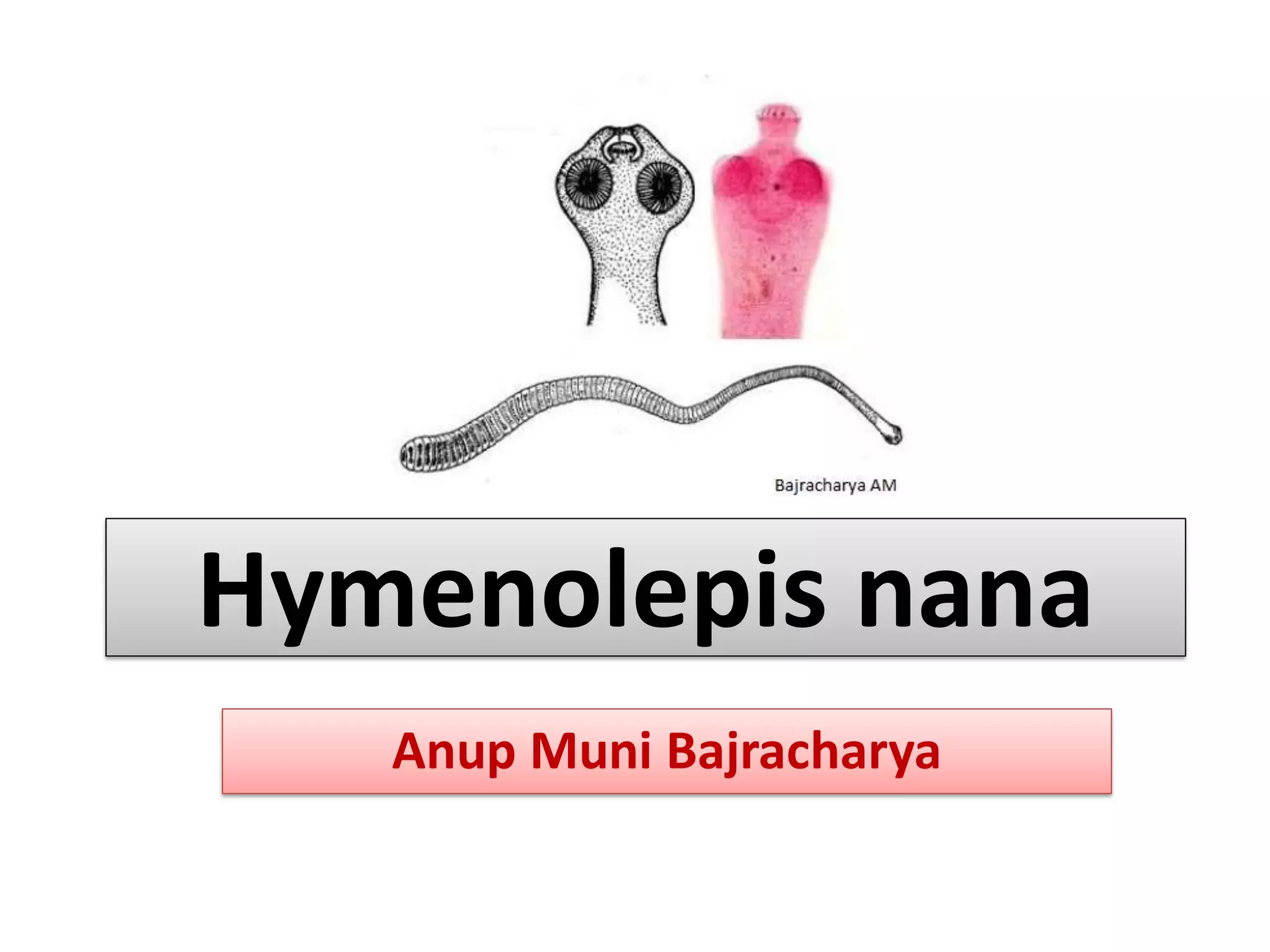 Hymenolepis nana- Dwarf Tapeworm | PDF