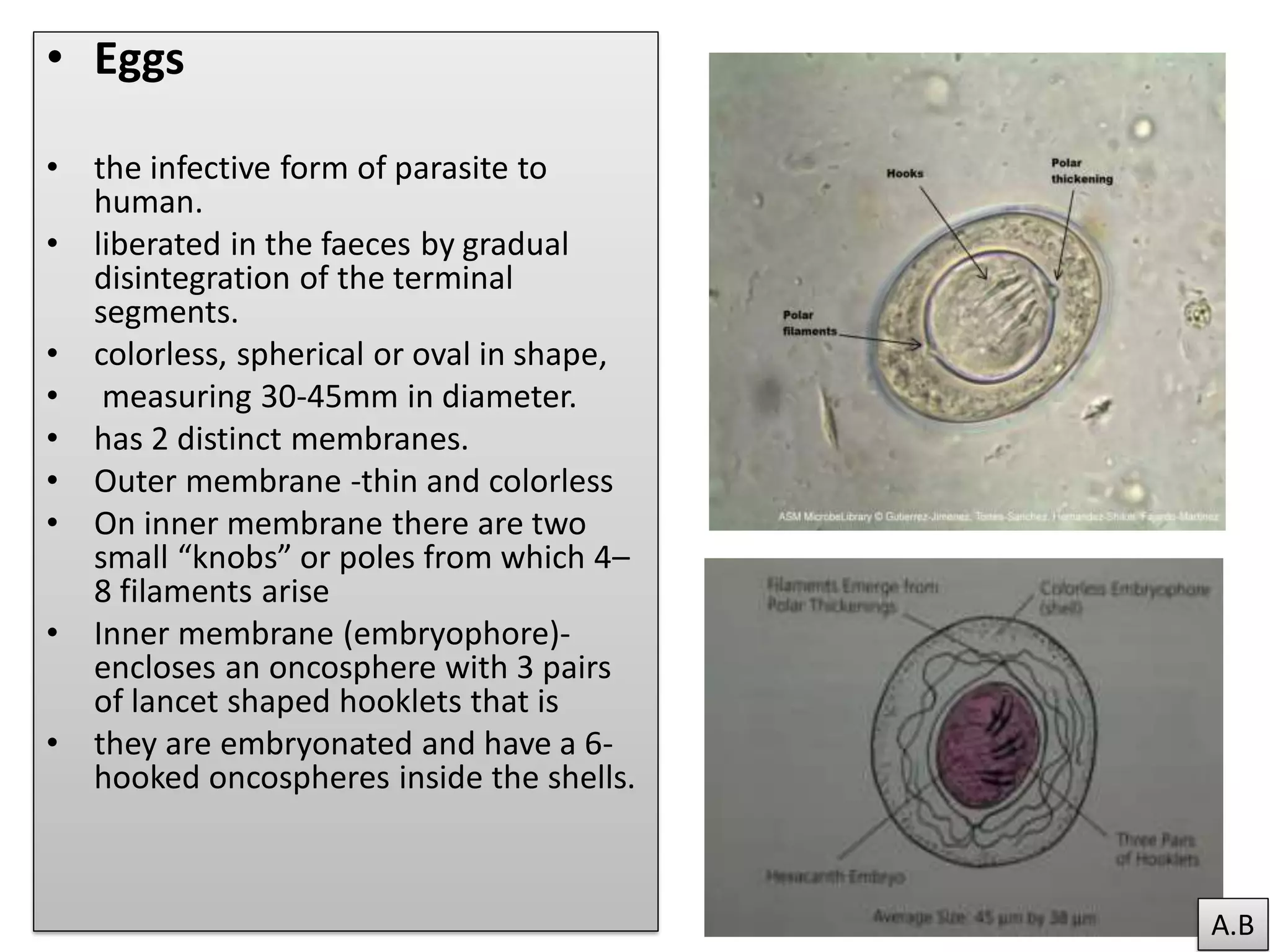 Hymenolepis nana- Dwarf Tapeworm | PDF